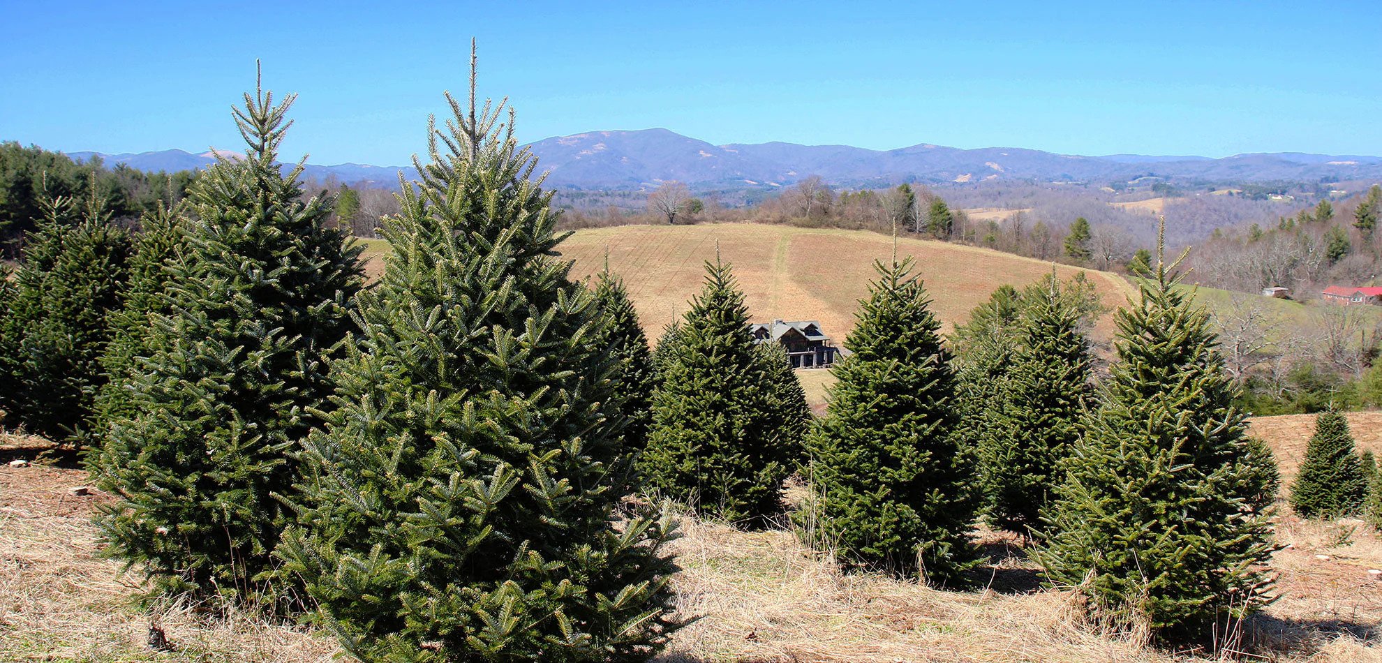 Wholesale Christmas Trees
