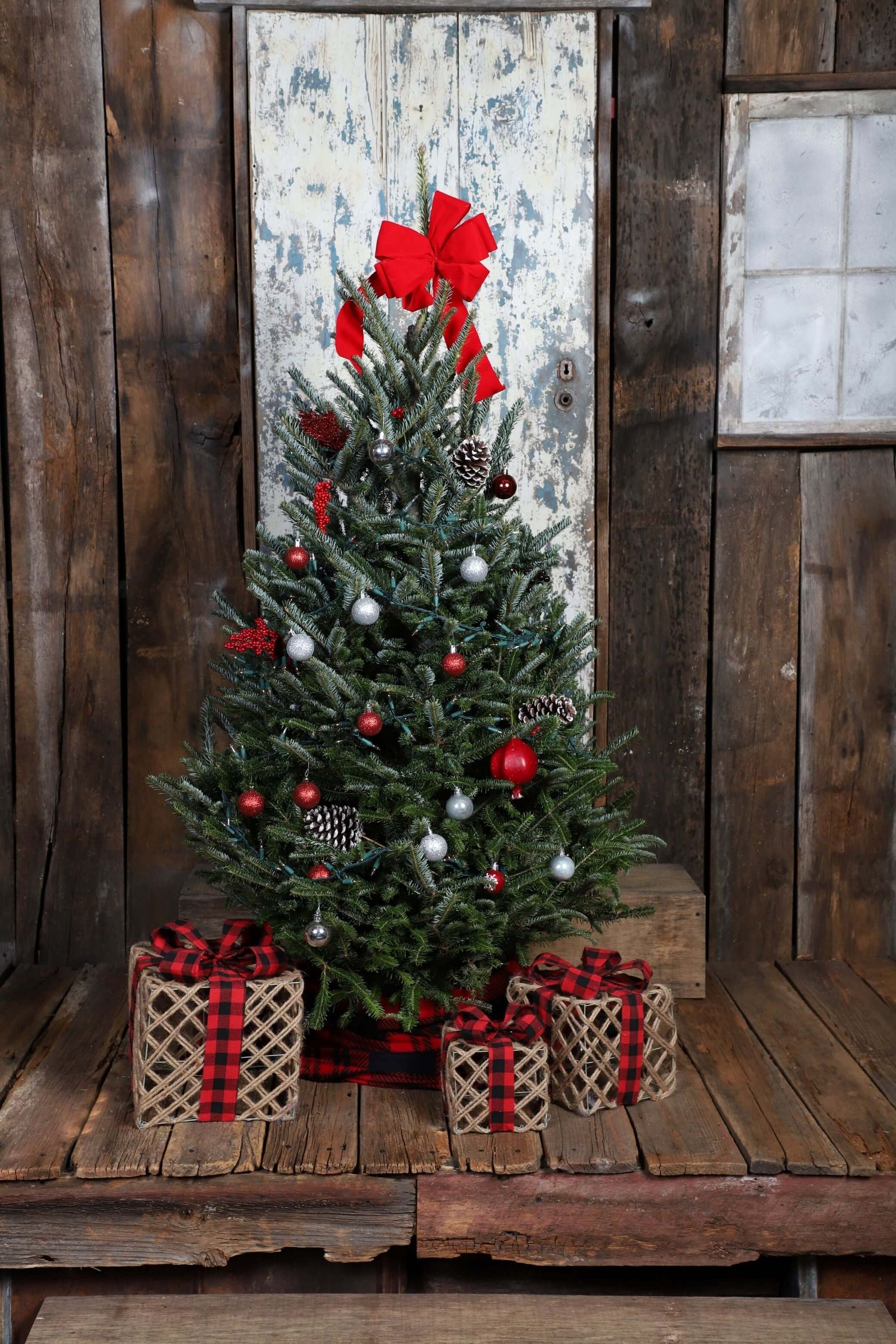 Real Christmas Tree Delivery - Fraser Fir | Wishon Evergreens