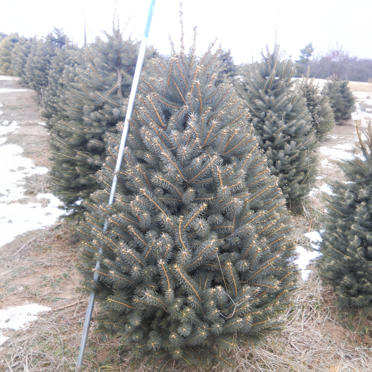 Balled and Burlap Trees (B&B)
