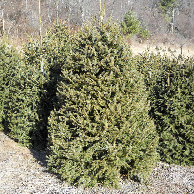Balled and Burlap Trees (B&B)