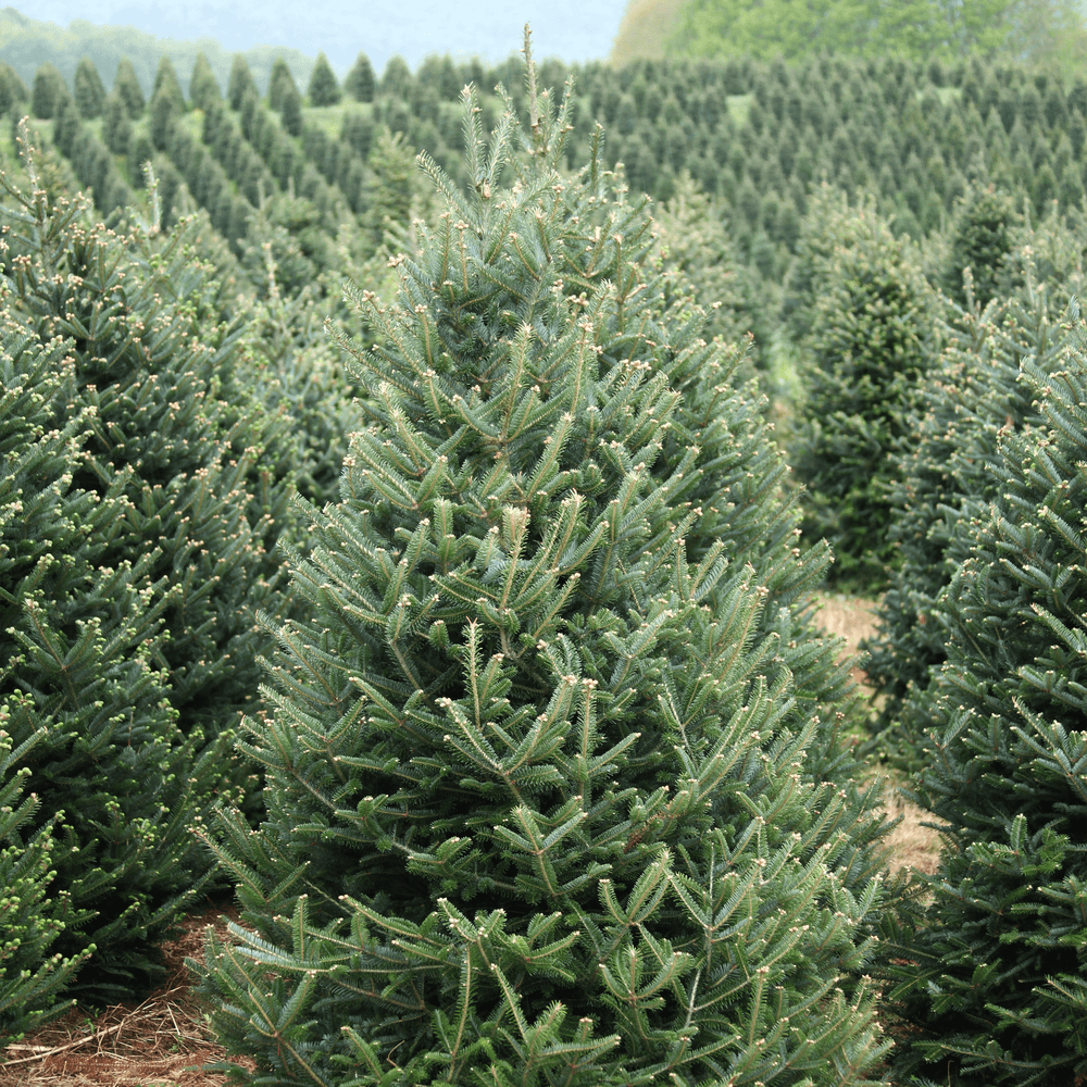 Fresh-Cut Christmas Trees