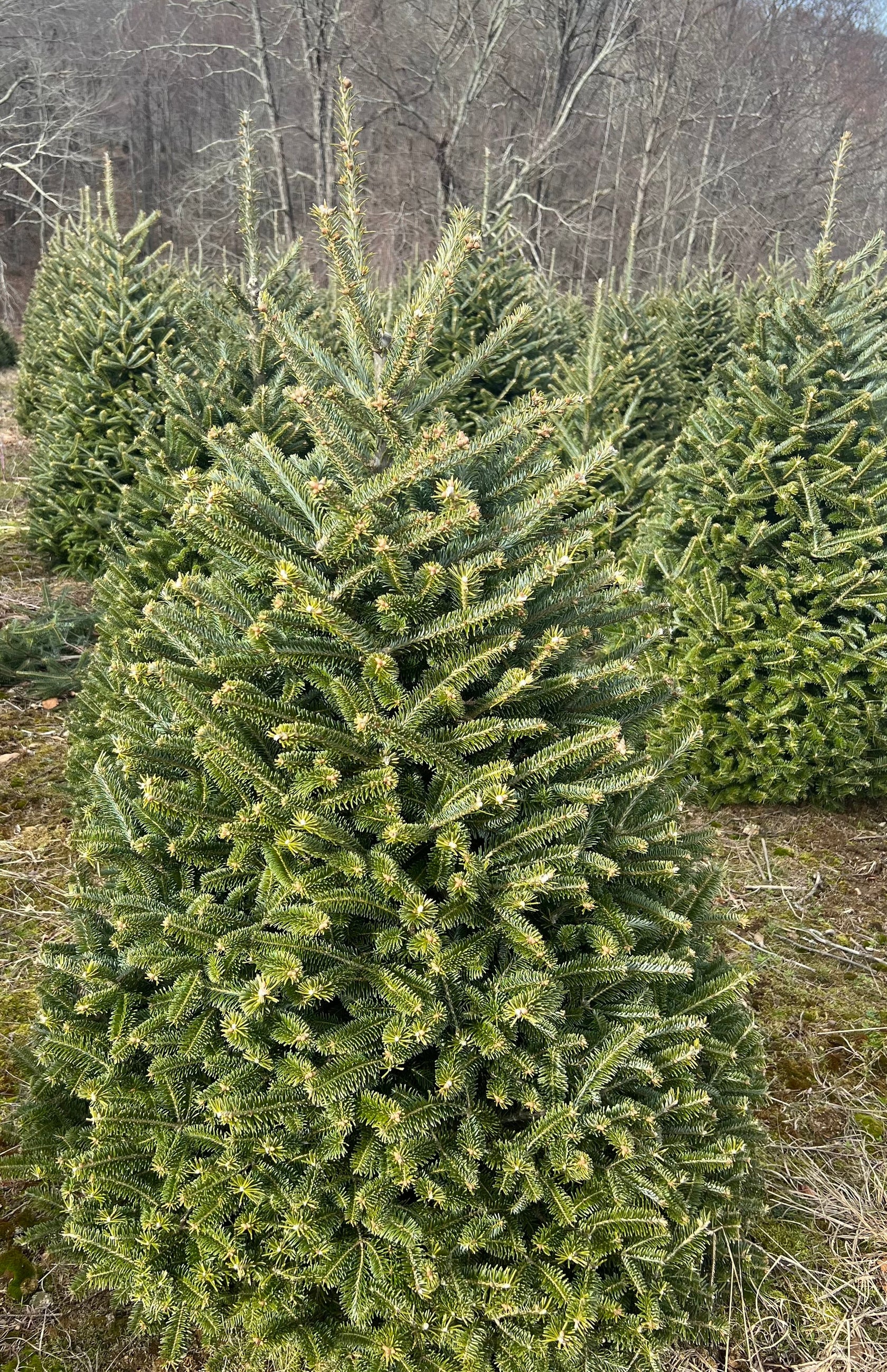 Real Christmas Tree Delivery - Fraser Fir | Wishon Evergreens